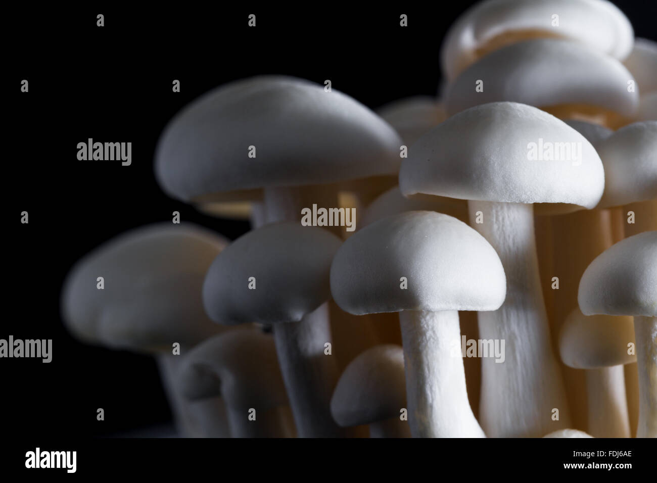 Close up of a cluster of raw organic white bunapi mushrooms Stock Photo ...