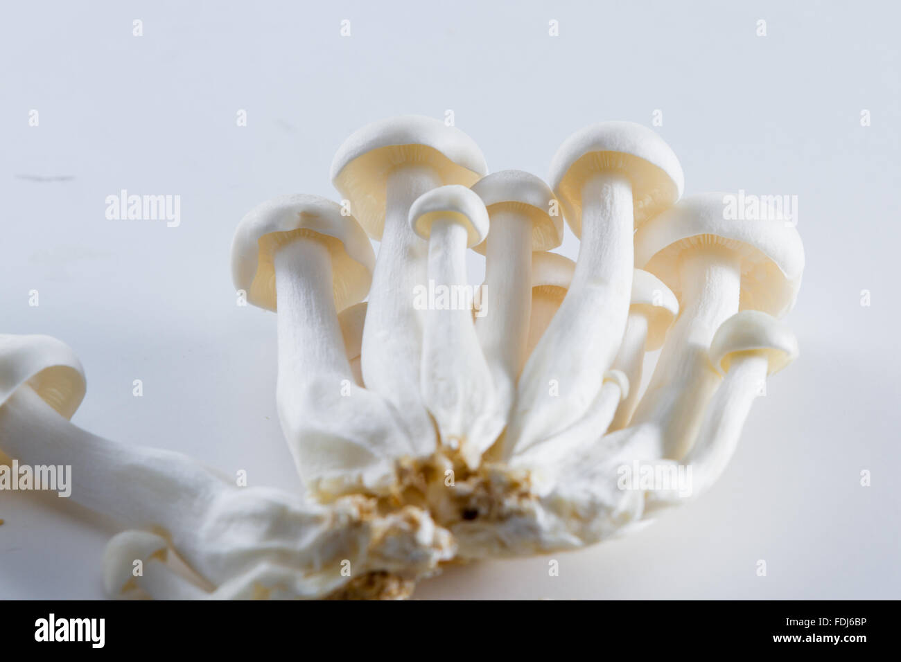 Close up of a cluster of raw organic white bunapi mushrooms Stock Photo ...