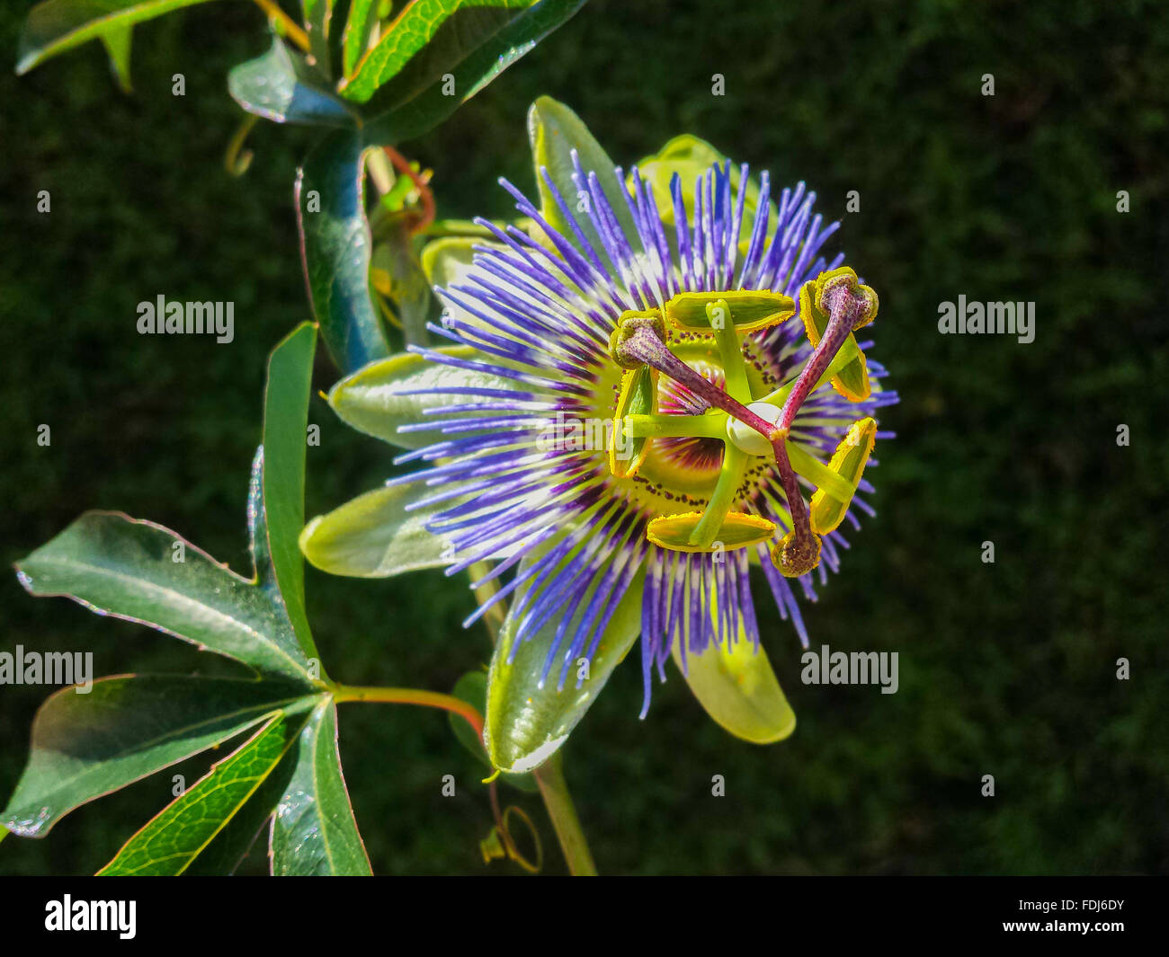 Passiflora in bloom Stock Photo - Alamy
