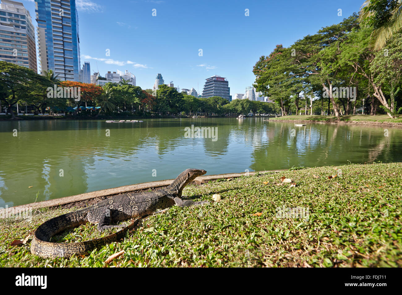 Big monitor lizard sunbathing on green grass near the lake in Lumphini ...