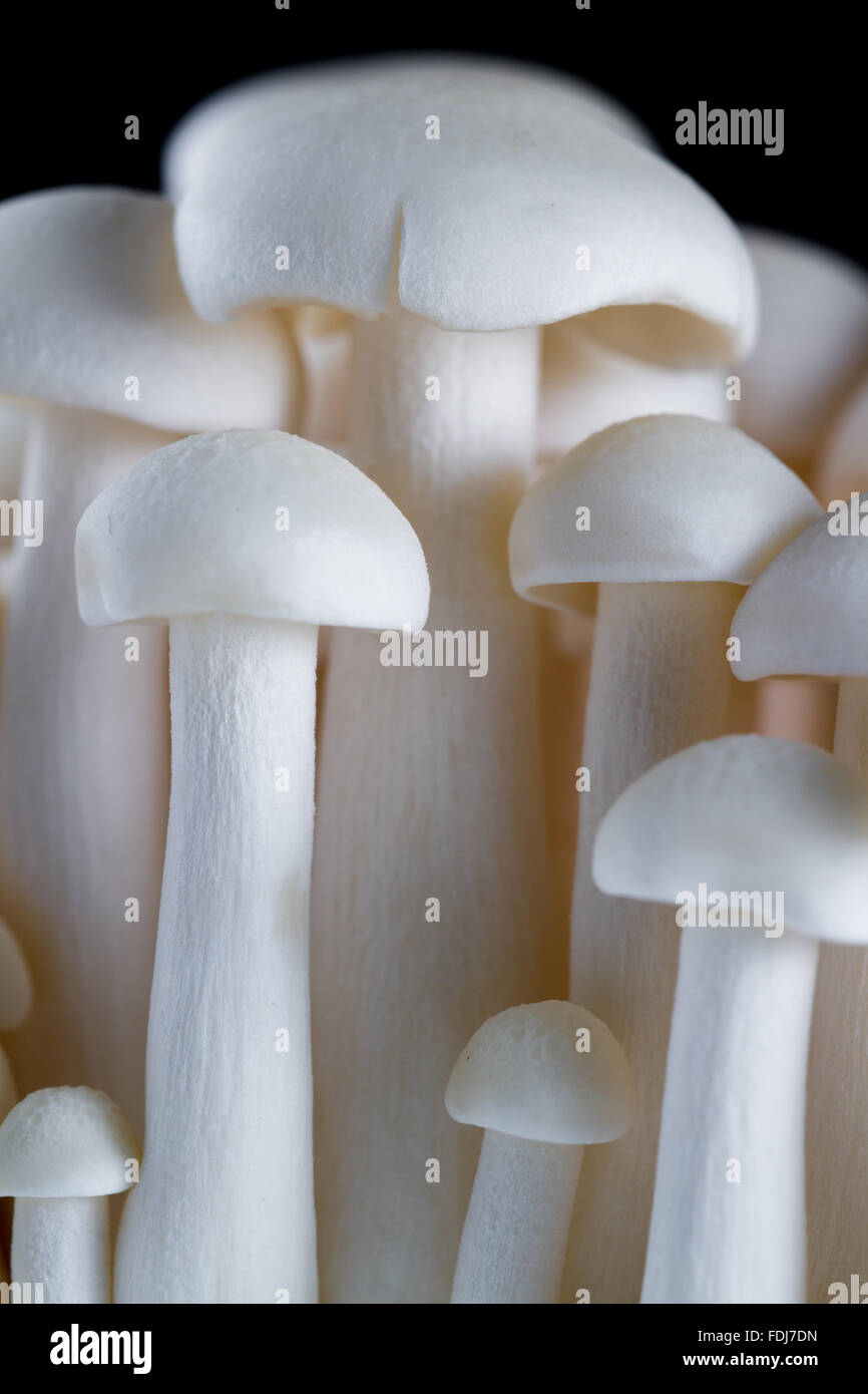 Bunapi hi-res stock photography and images - Alamy