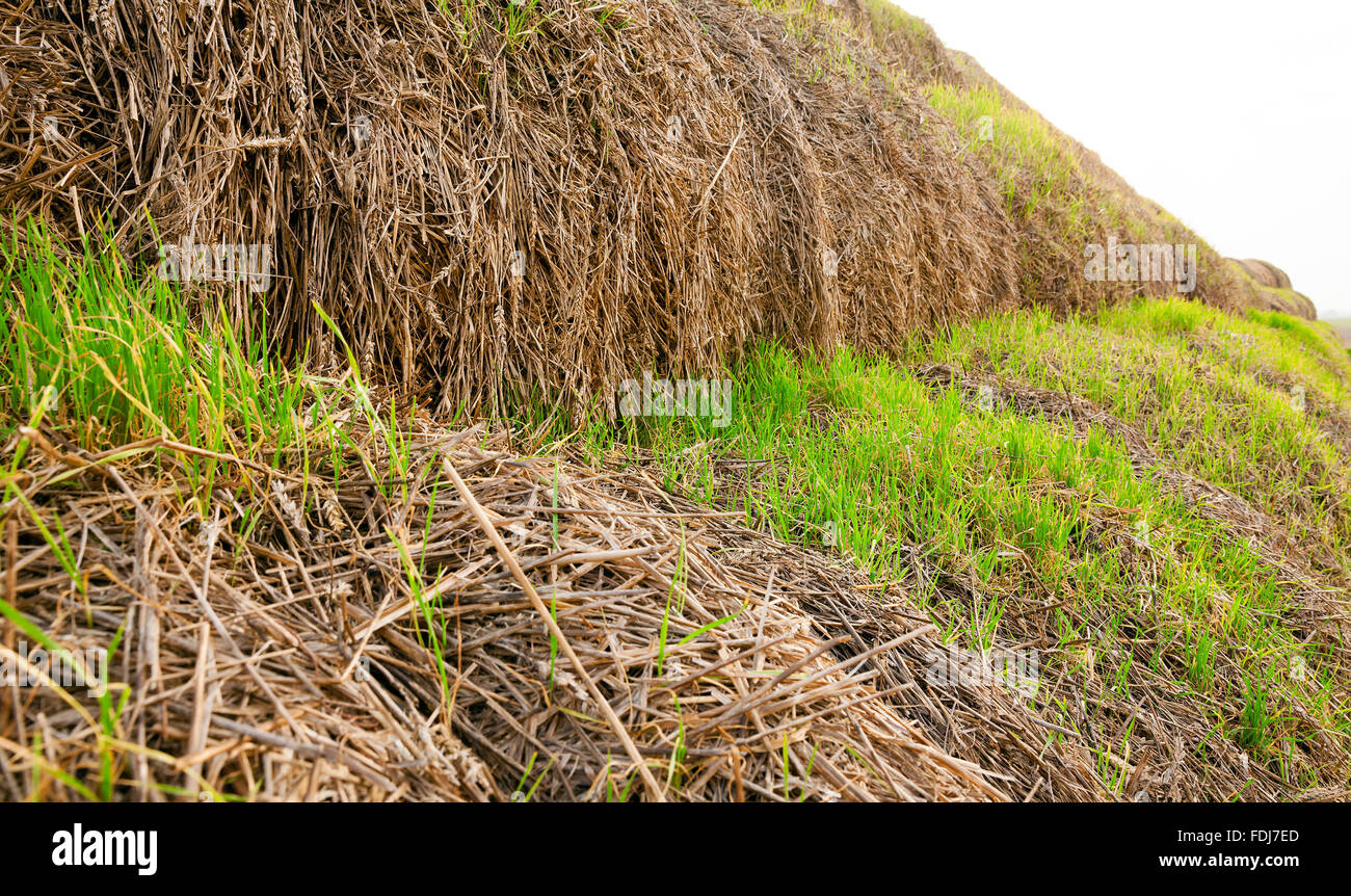 wheat, sprouted on the stacks of straw left after harvest of wheat ...