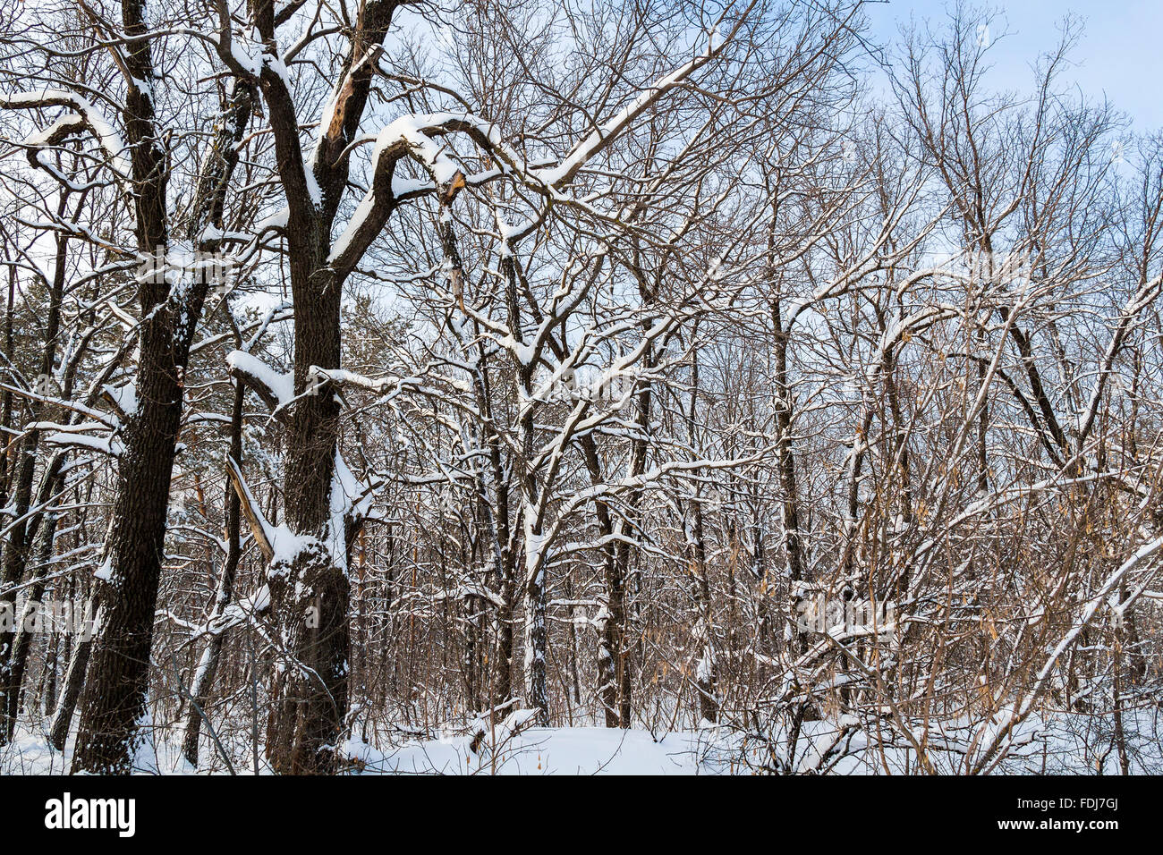 Winter forest landscape Stock Photo - Alamy