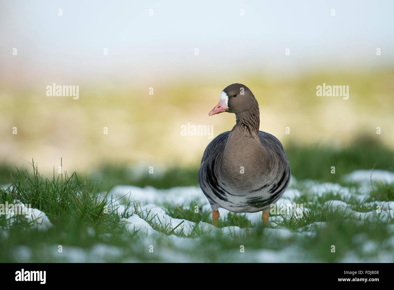 White-fronted Goose / Arctic Goose ( Anser albifrons ) watches around ...
