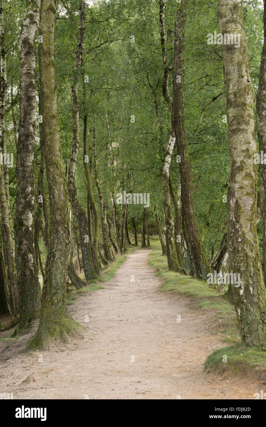 Sandy path leads through an alley of birch trees, looks quite idyllic ...