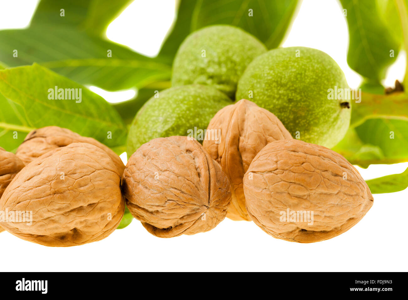walnut isolated on white Stock Photo - Alamy