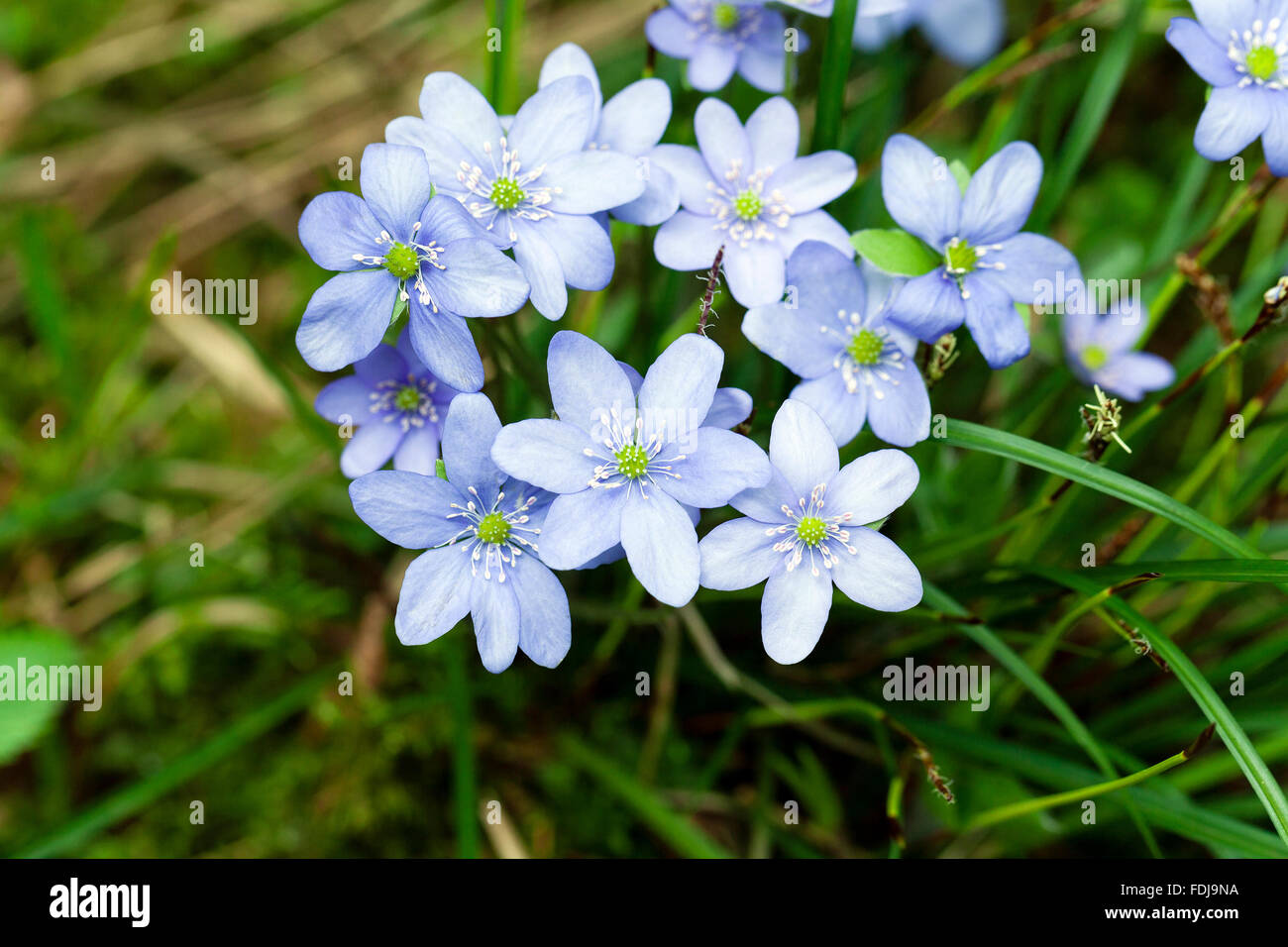 blue spring flowers Stock Photo - Alamy