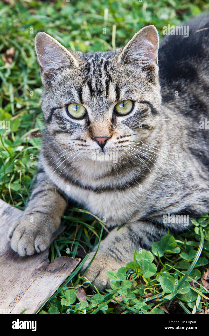 A sure of himself, confident, young male tabby cat, of approximately ...