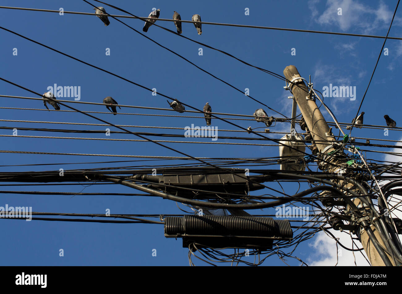 Pigeons on telephone wires hi-res stock photography and images - Alamy