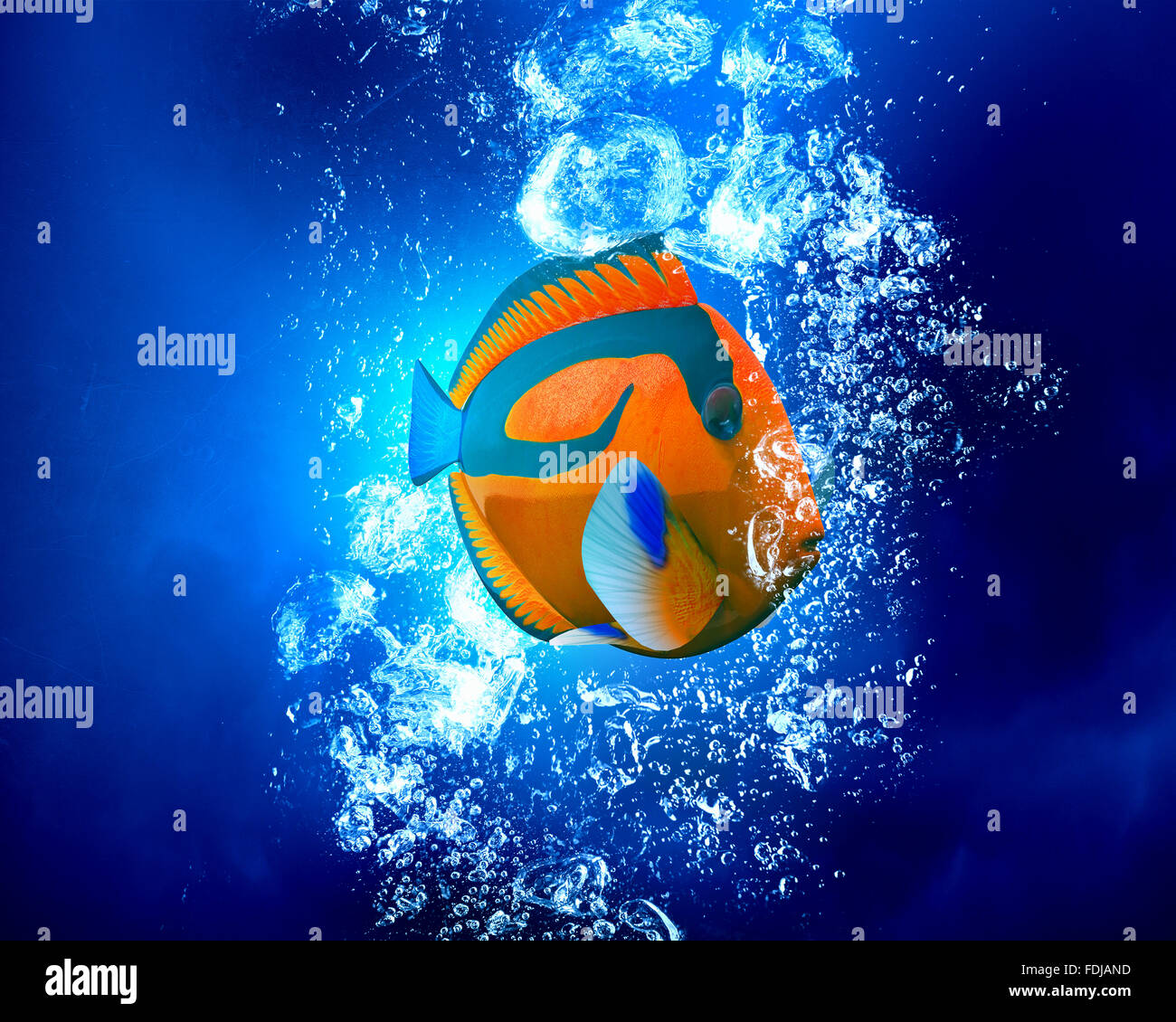 Exotic tropical fish in clear crystal blue water Stock Photo - Alamy