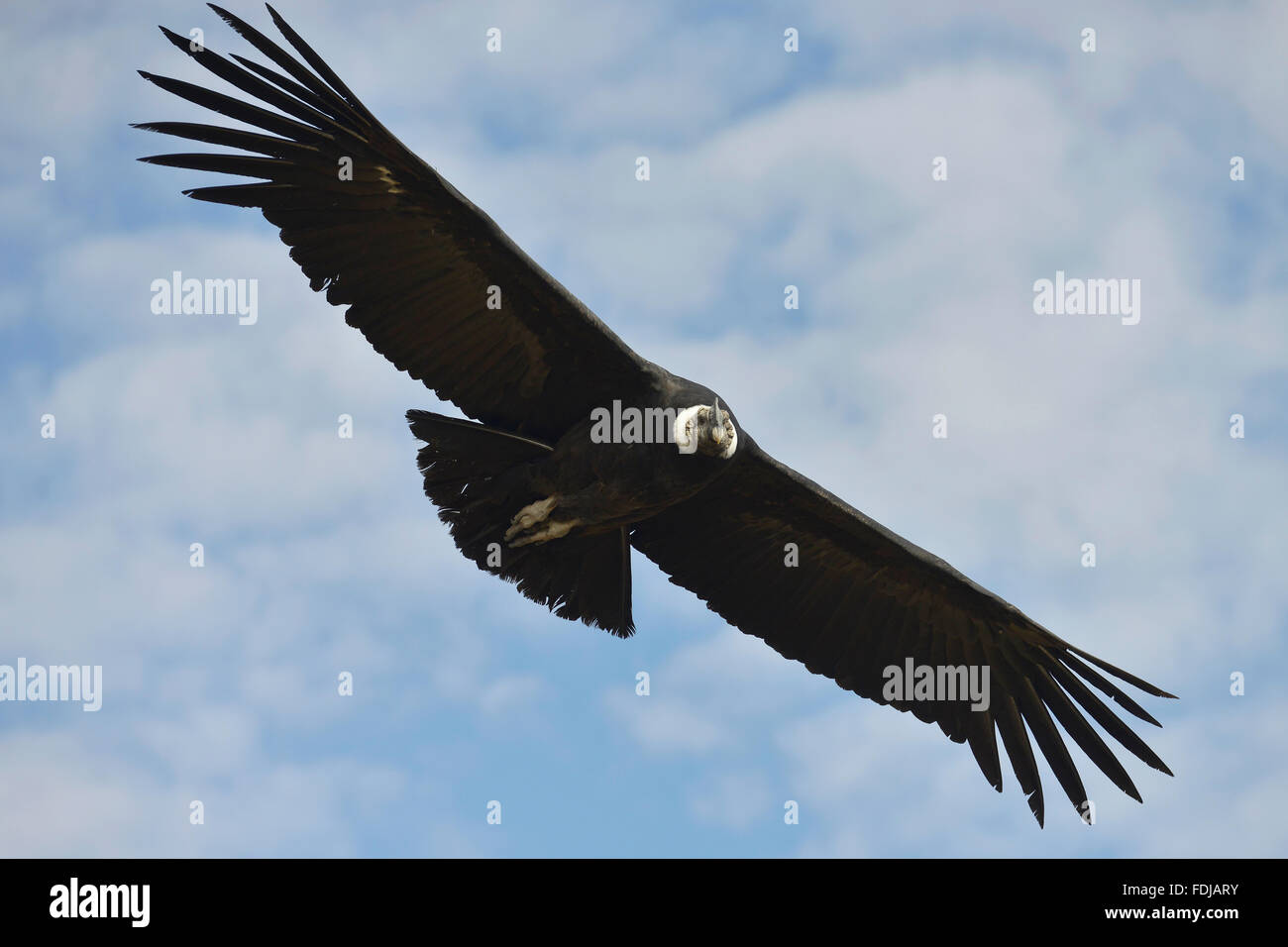 Peruvian condor hi-res stock photography and images - Alamy