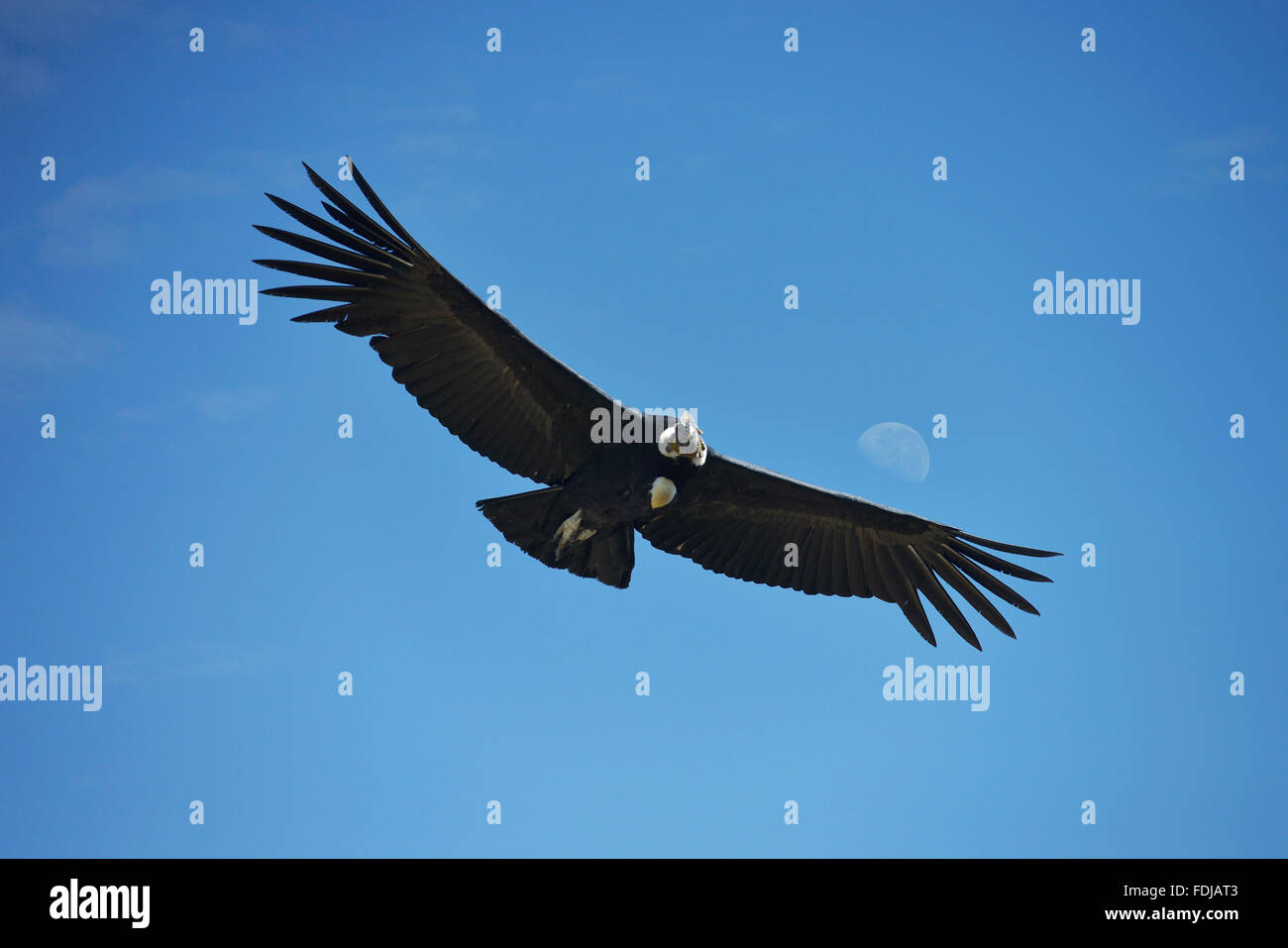 Condor flying in the Colca Canyon in the peruvian Andes at Arequipa ...