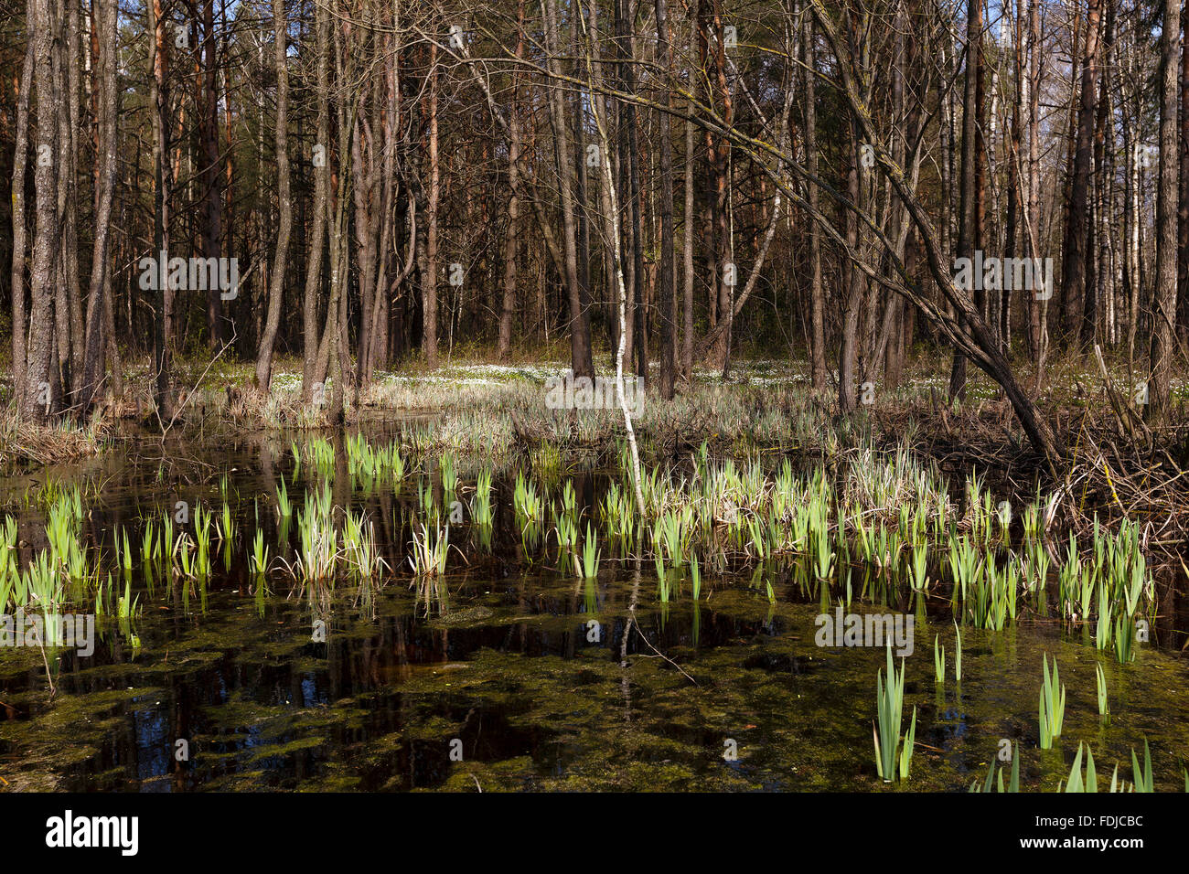 swamp spring , close-up Stock Photo - Alamy
