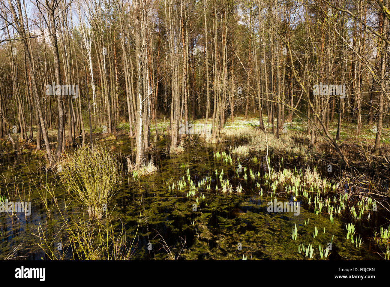 trees in spring Stock Photo - Alamy