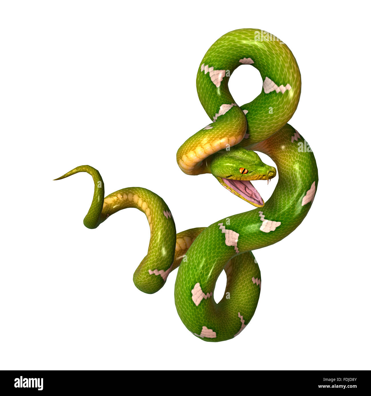 Morelia viridis, or green tree python, or herpetoculture hobby, chondro ...