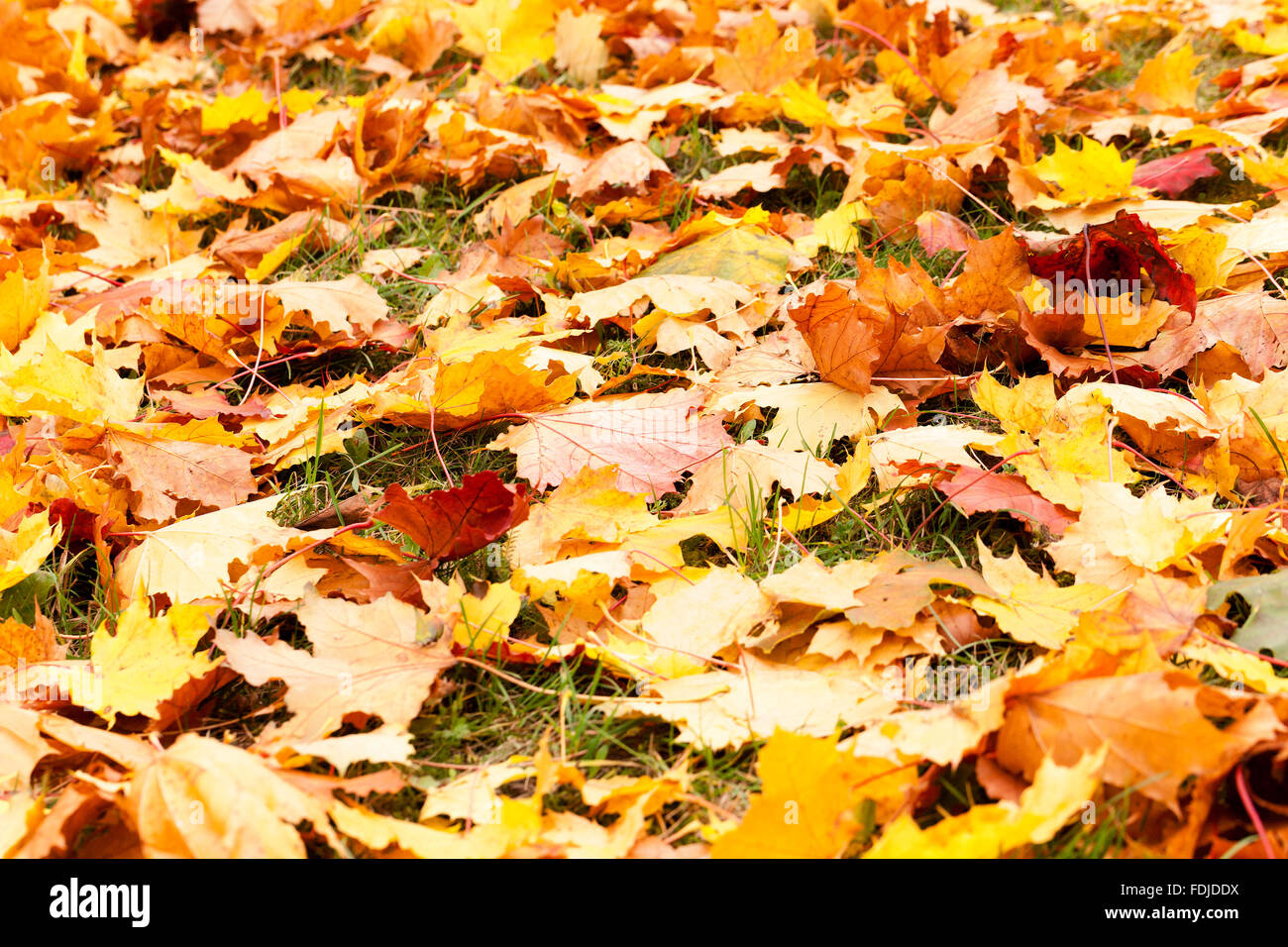 fallen leaves of trees Stock Photo - Alamy