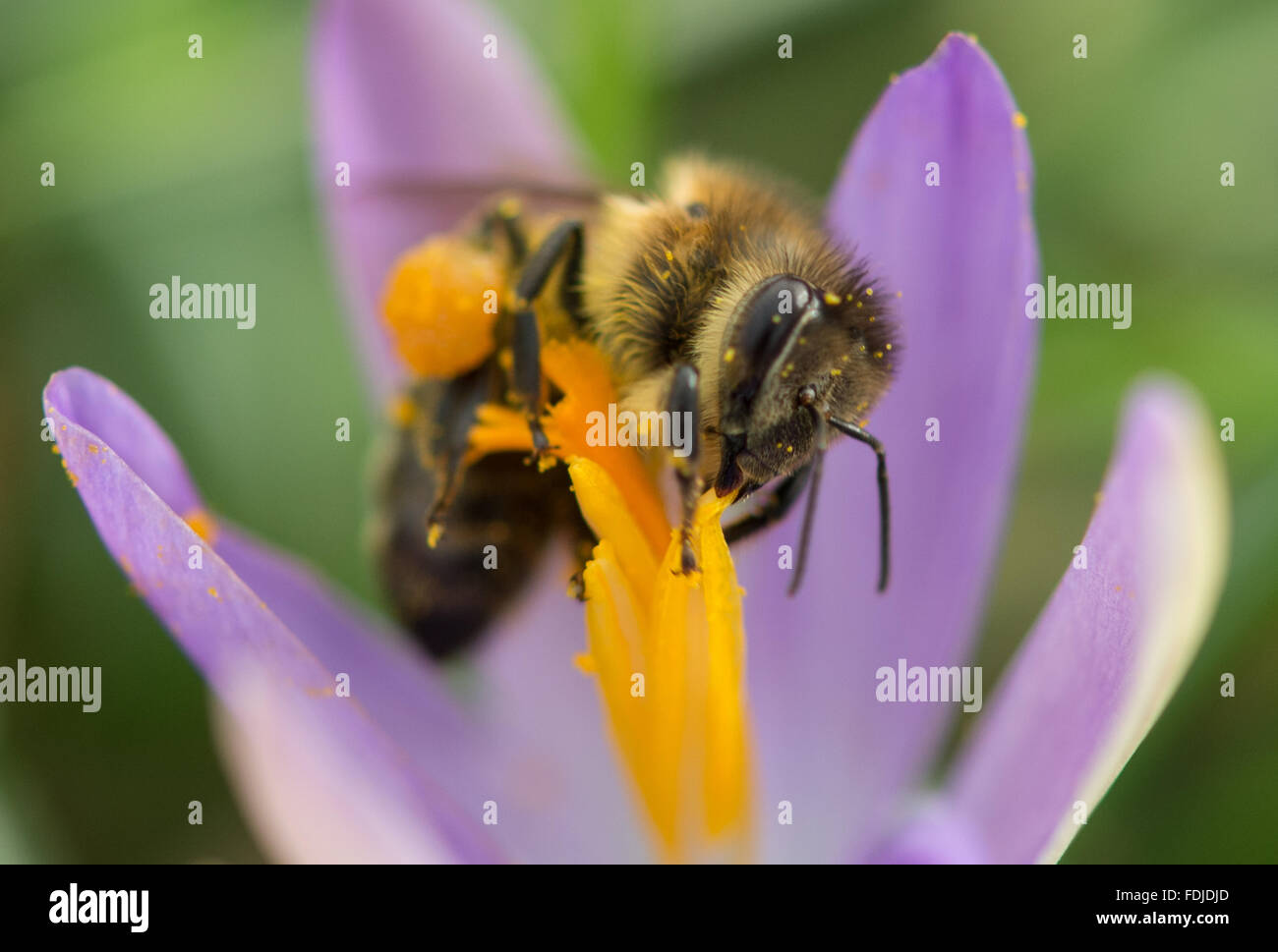 Freiburg, Germany. 01st Feb, 2016. A bee collects pollen from a crocus ...