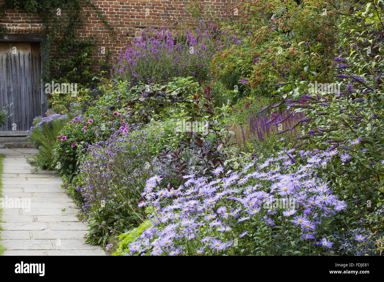 The Purple Border in August alongside a flagged path with Aster ...