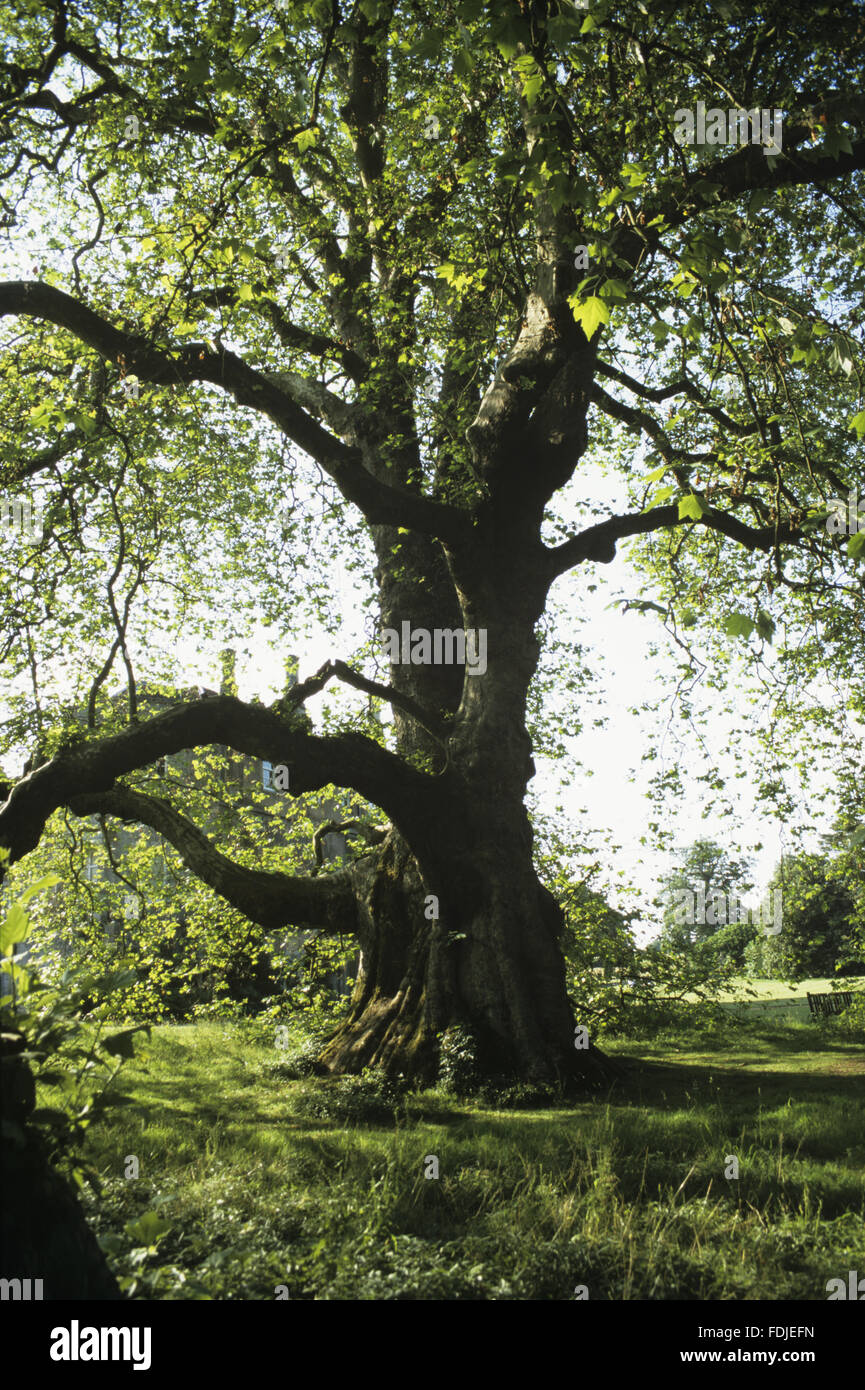 The Plane tree at Mottisfont, Hampshire. The 'Great Plane' (Platanus x ...