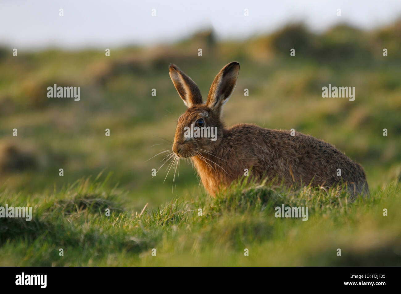 Hare ear hi-res stock photography and images - Alamy