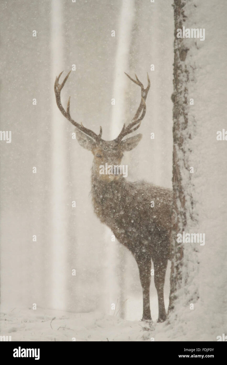 Red deer stag in winter Stock Photo - Alamy