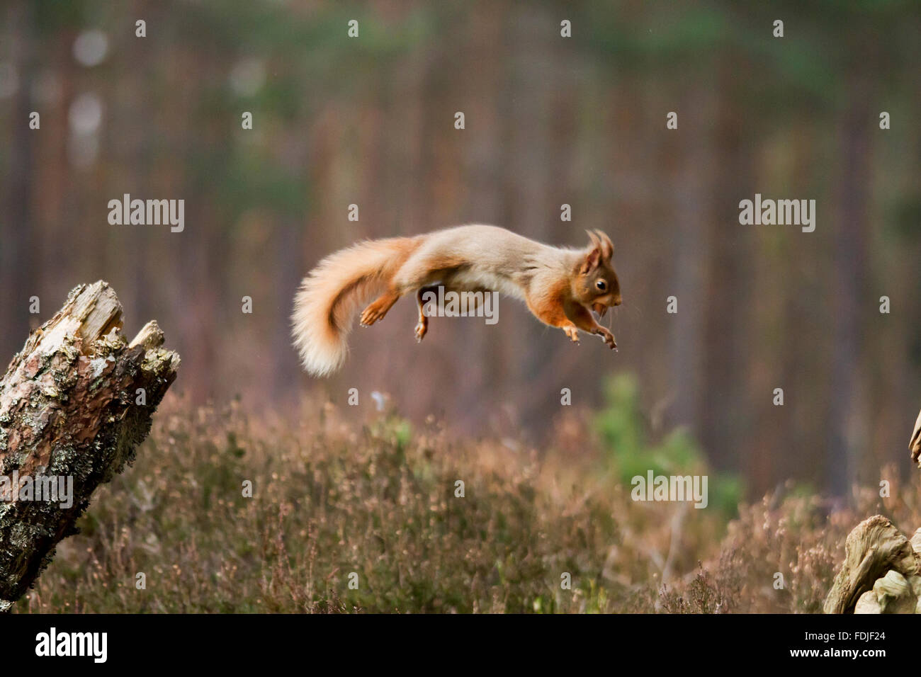 Red squirrel uk tree bark hi-res stock photography and images - Alamy