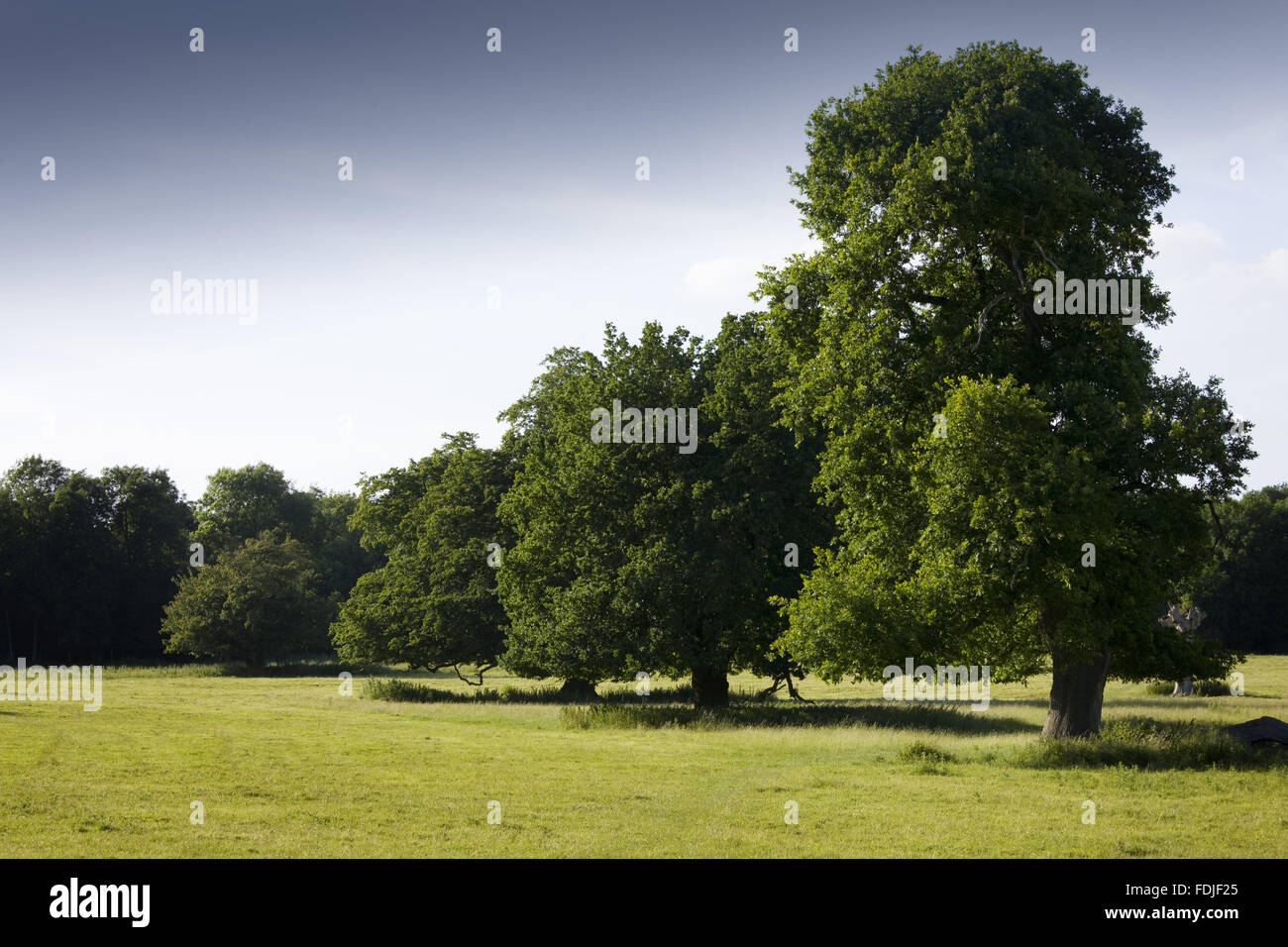 Takeley Hill in Hatfield Forest, Essex. The forest is a rare surviving ...