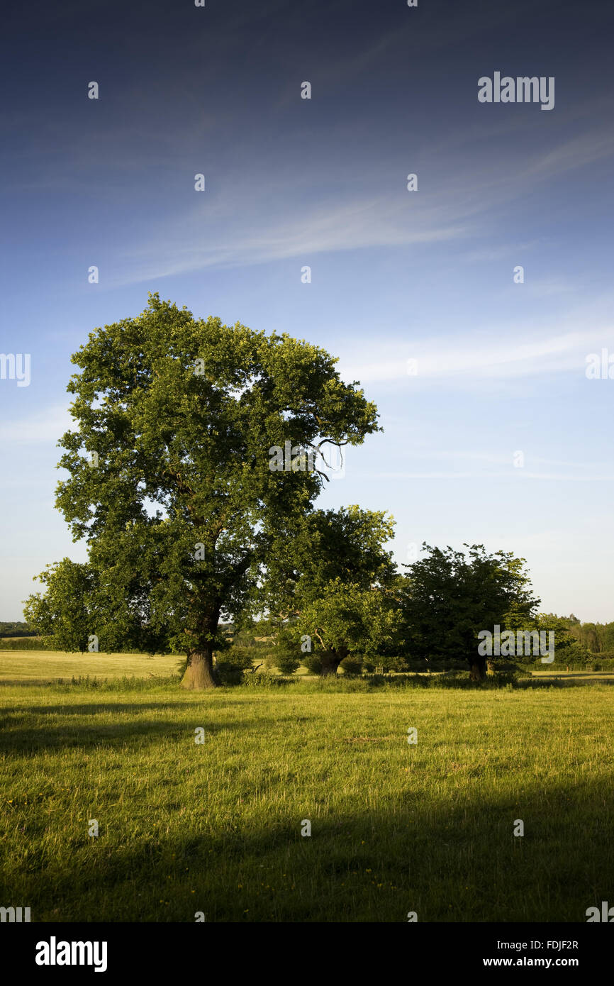 The beautiful landscape of Hatfield Forest, Essex. The forest is a rare ...