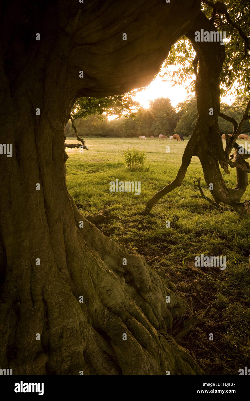 Trees in Hatfield Forest, Essex. The forest is a rare surviving example ...