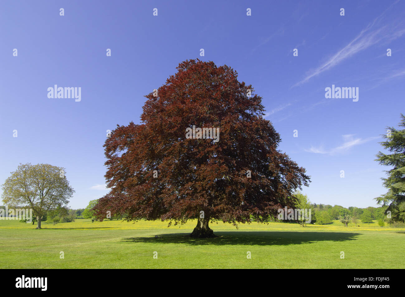 Magnificent tree in the garden at Basildon Park, at Lower Basildon ...