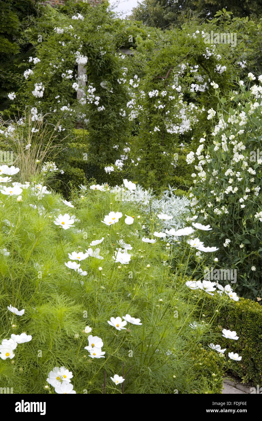 White Cosmos, sweet peas and Solanum in the White Garden at ...
