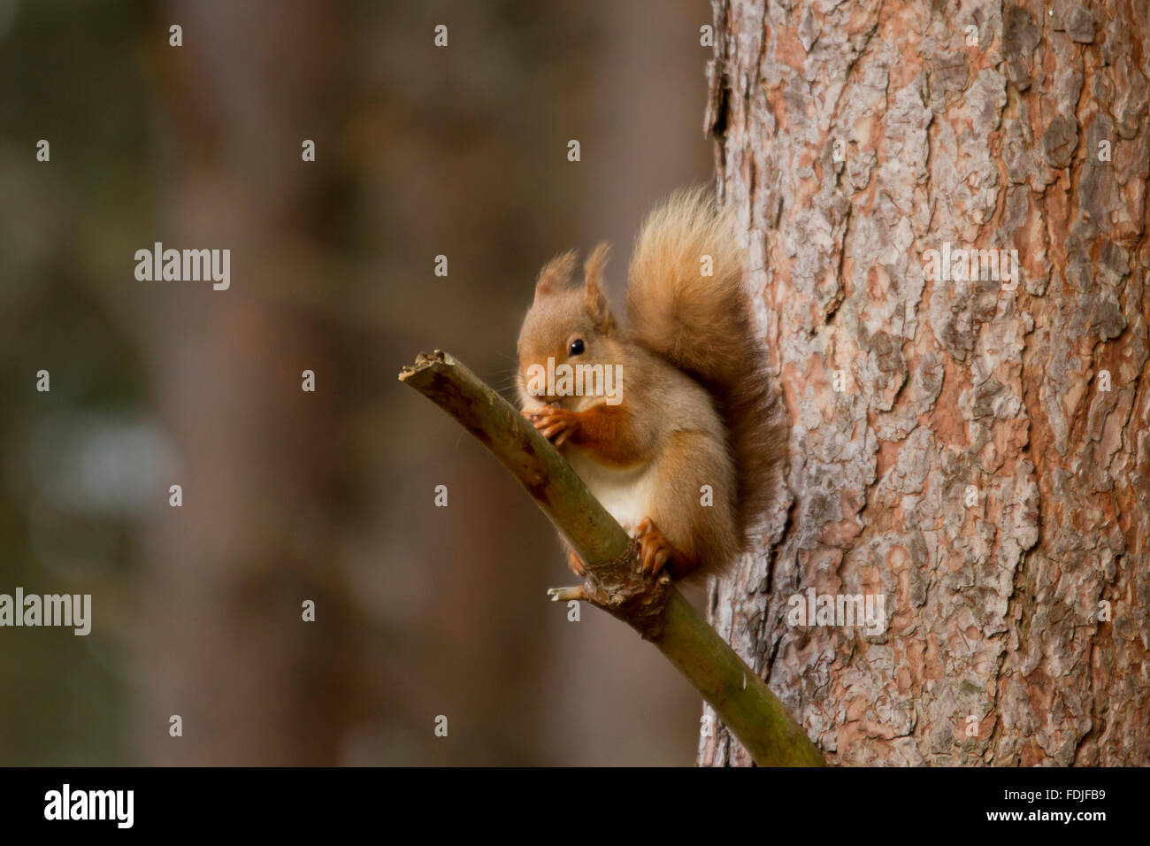 Red squirrel eating a nut hi-res stock photography and images - Alamy
