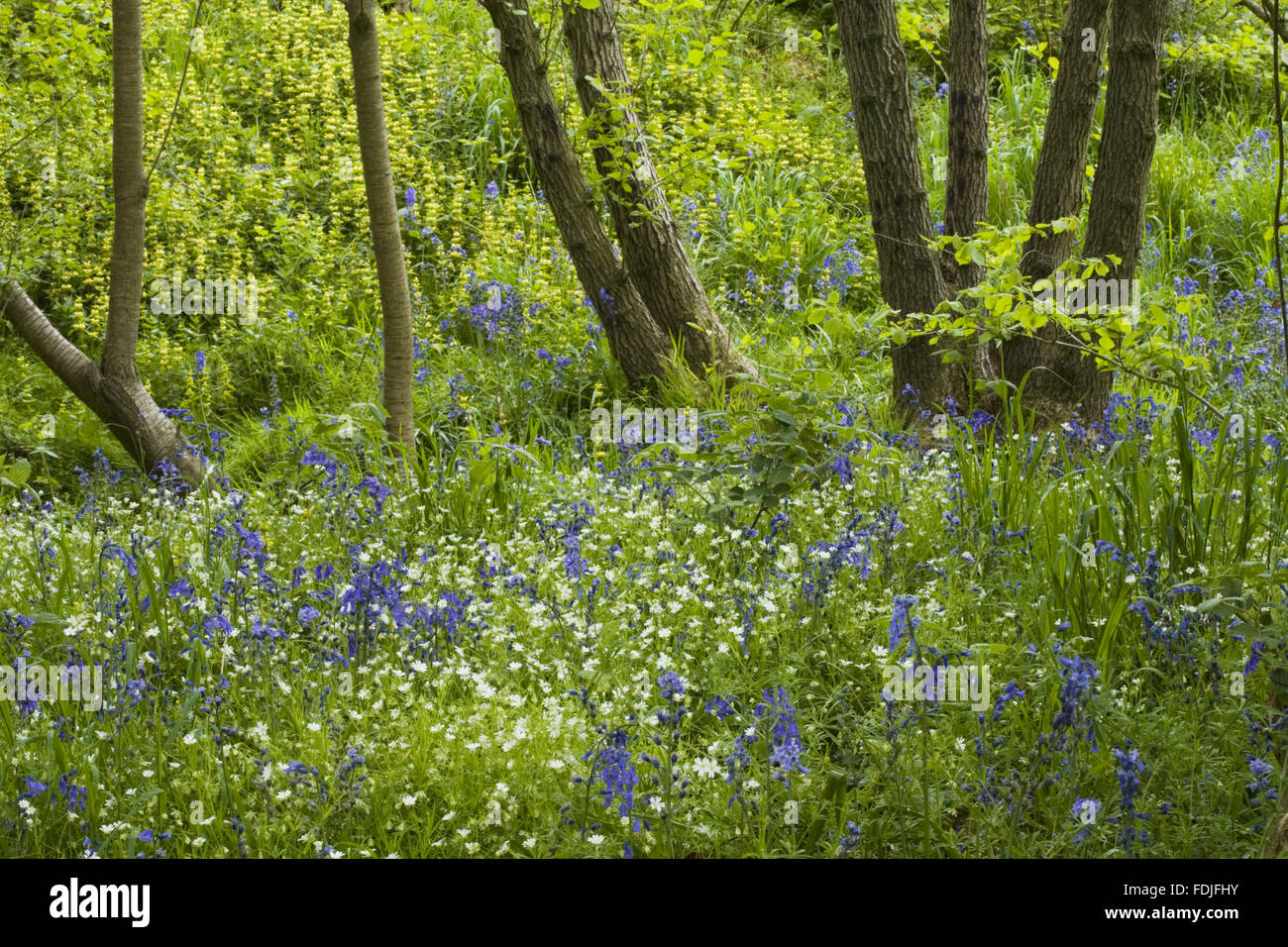 Wildflowers and bluebells in the woodland in spring at Sissinghurst ...