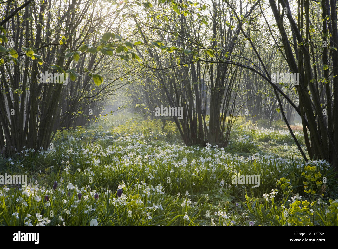 The Nuttery in spring at Sissinghurst Castle Garden, near Cranbrook ...