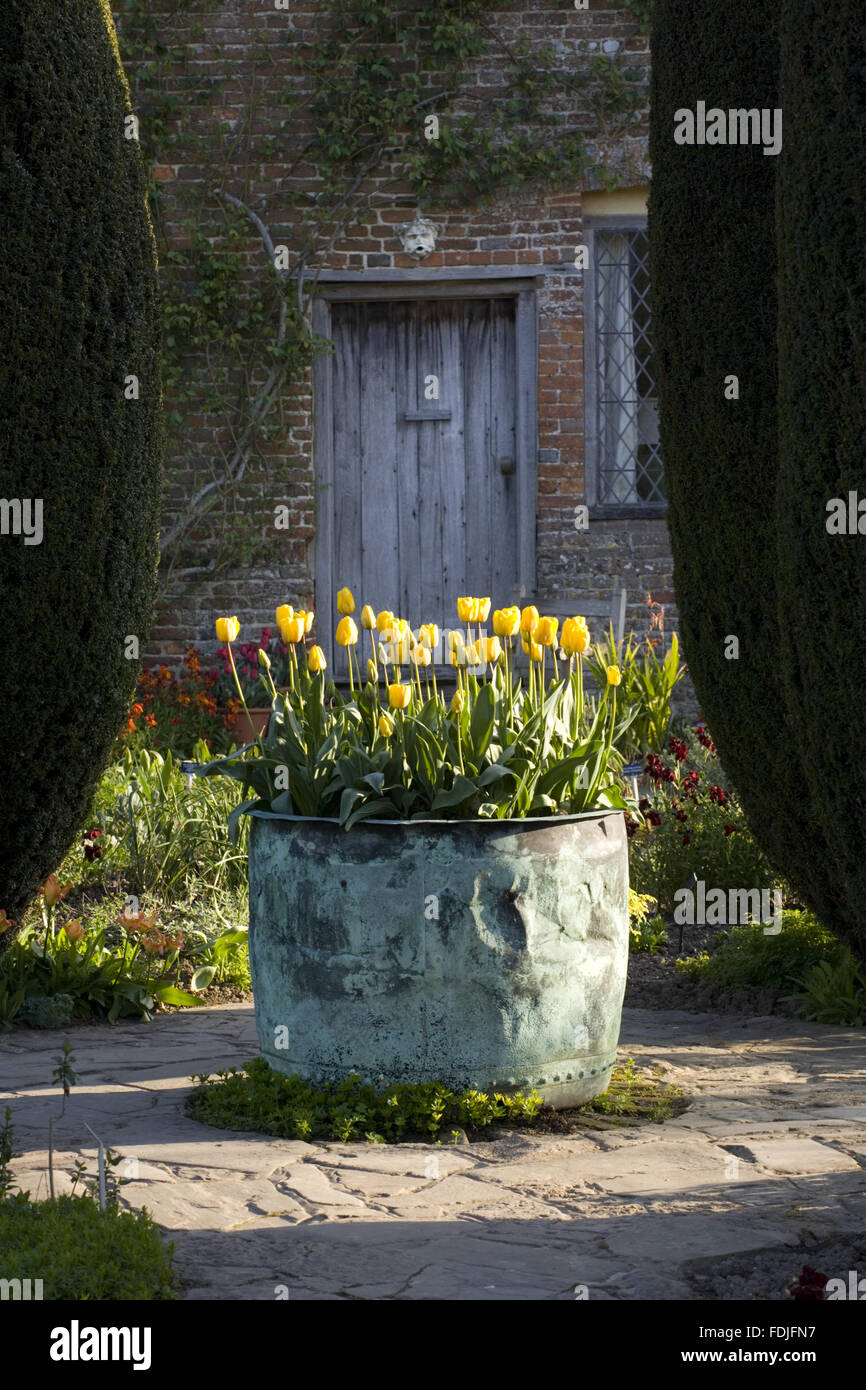 Yellow tulips in the copper ornamental planter in the Cottage Garden at ...