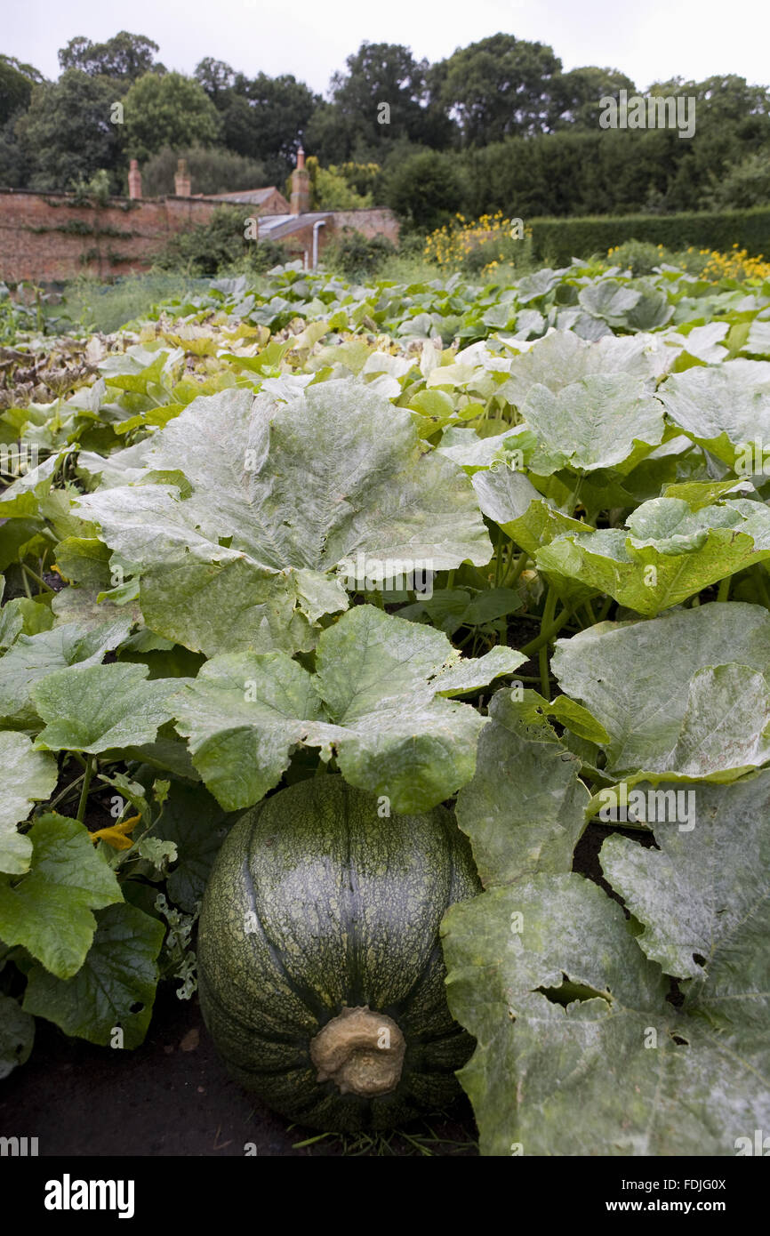 A huge squash patch, growing in the Walled Kitchen Garden in September ...
