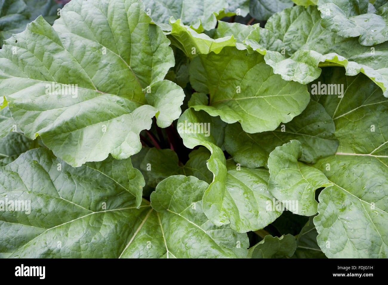 Rhubarb growing in the Walled Kitchen Garden in September at Clumber ...