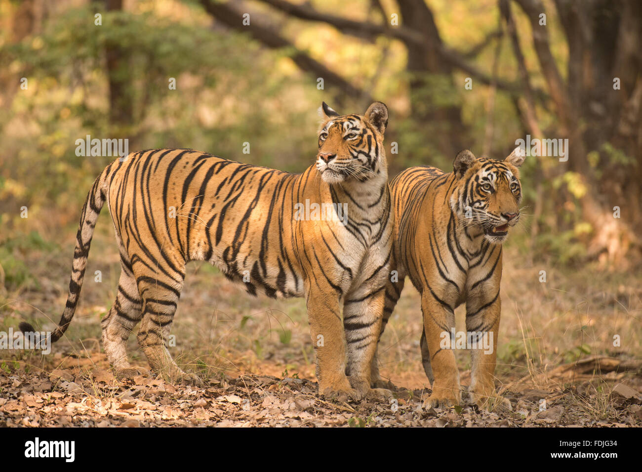 Two Wild Bengal or Indian tigers, mother and sub adult cub, on a jungle ...