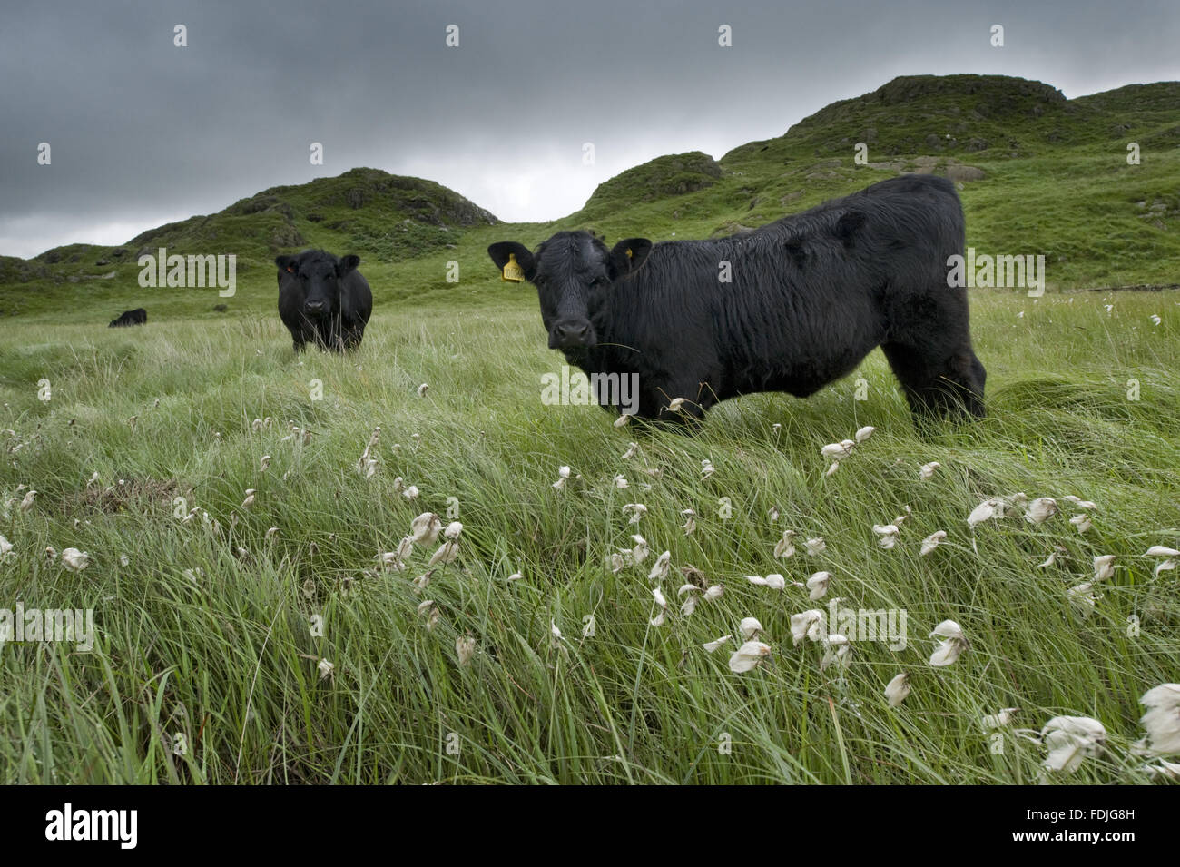 Black welsh cattle hi-res stock photography and images - Alamy