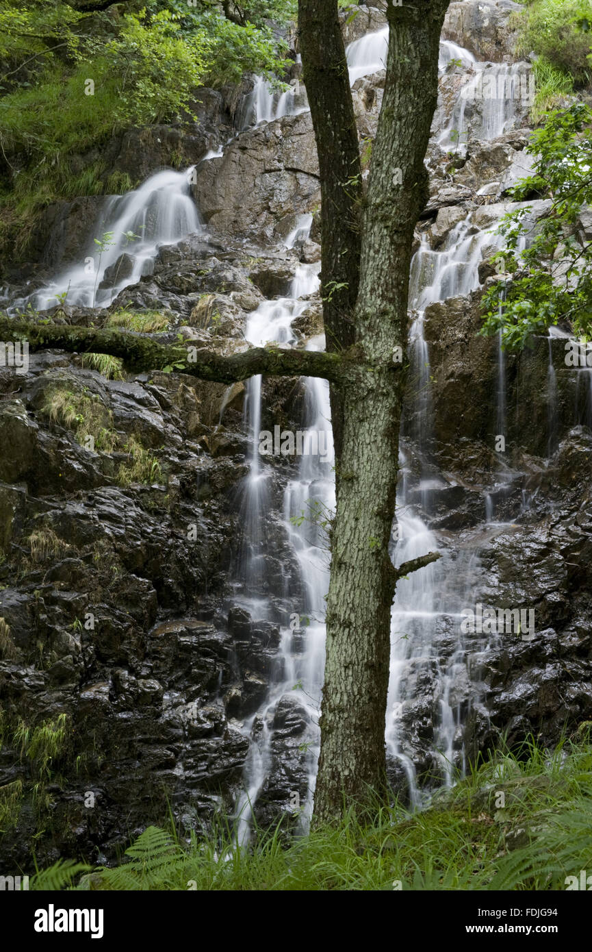 Afon Merch waterfall and an oak tree on Hafod Y Llan farm, Snowdonia ...