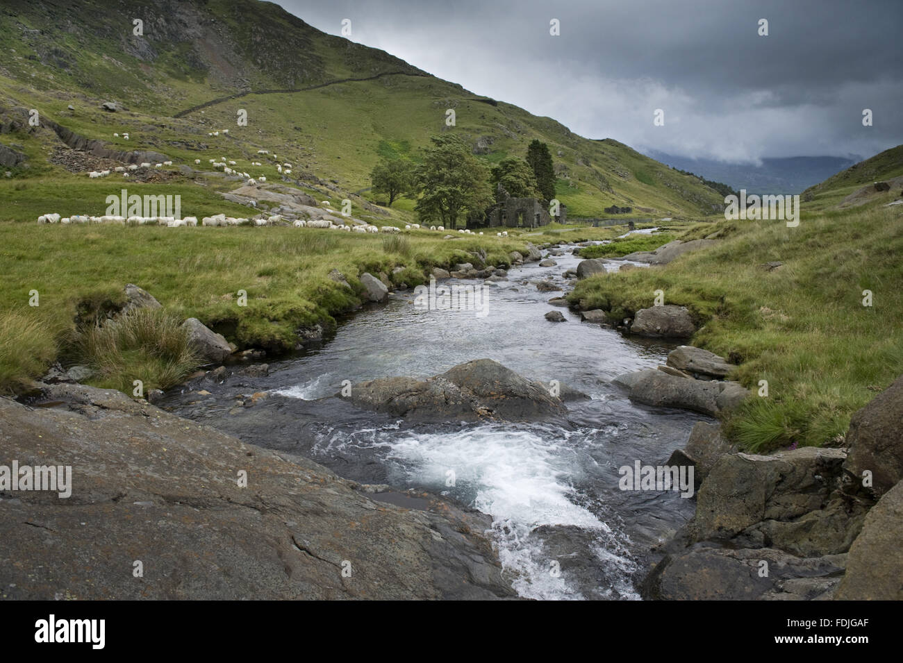 Gathering the Welsh Mountain sheep along the Afon Cwm Llan on Hafod Y ...