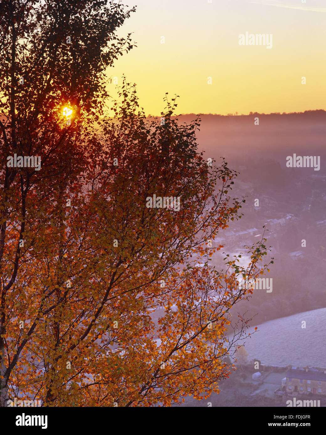 Frosty fields in the distance and a tree highlighted by the rising sun ...