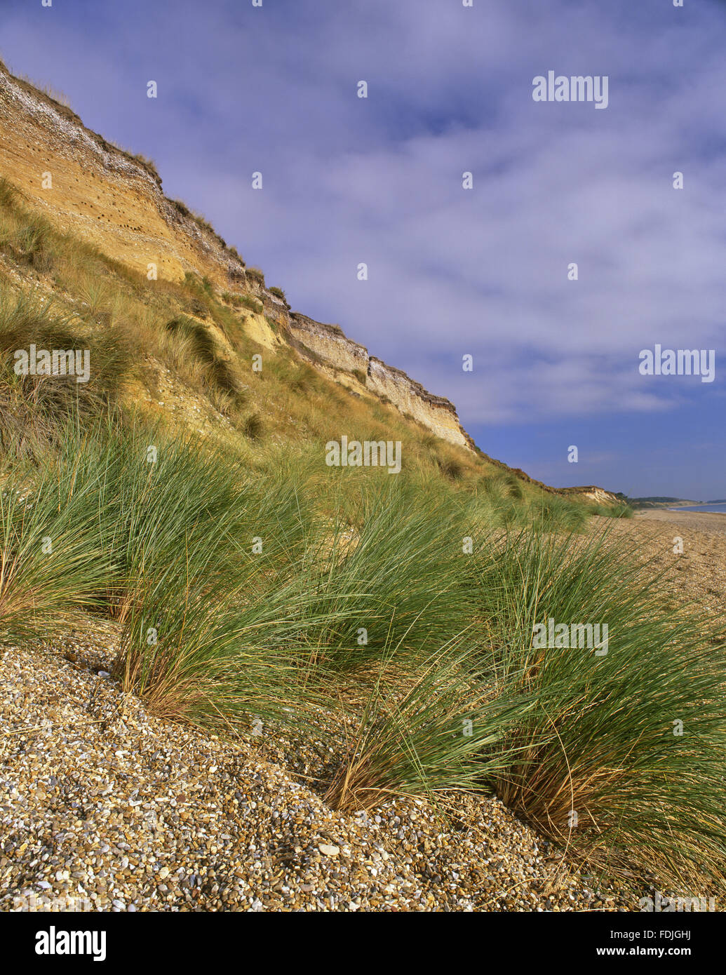 Marram grass and the sandy cliffs at Dunwich Heath, Suffolk. Sand ...