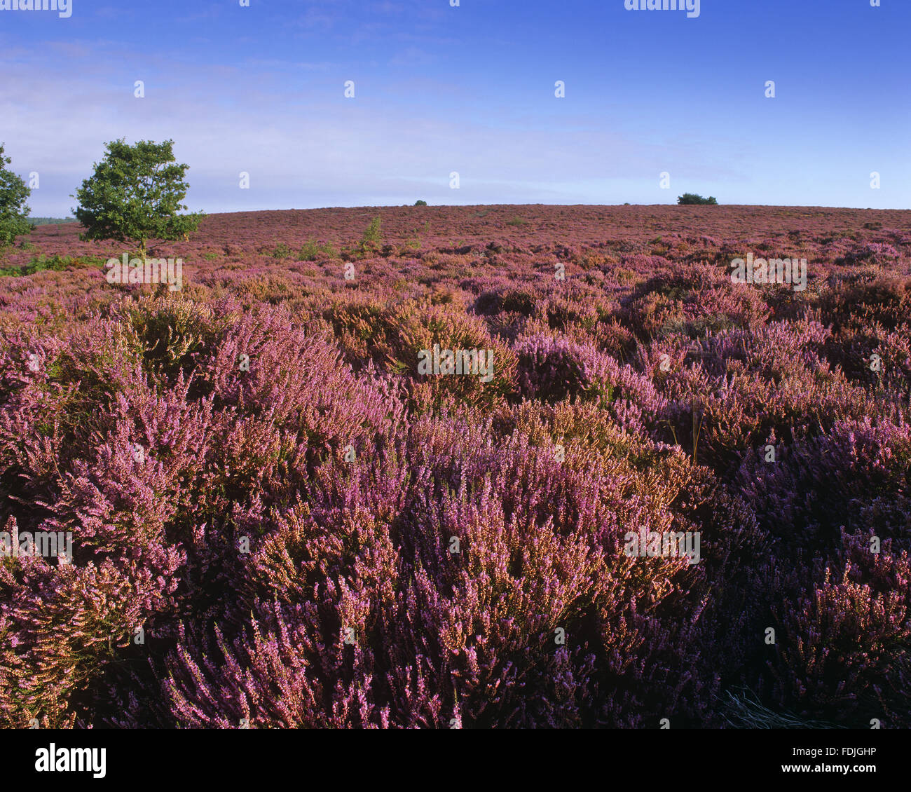 Dunwich heath coastal centre hi-res stock photography and images - Alamy