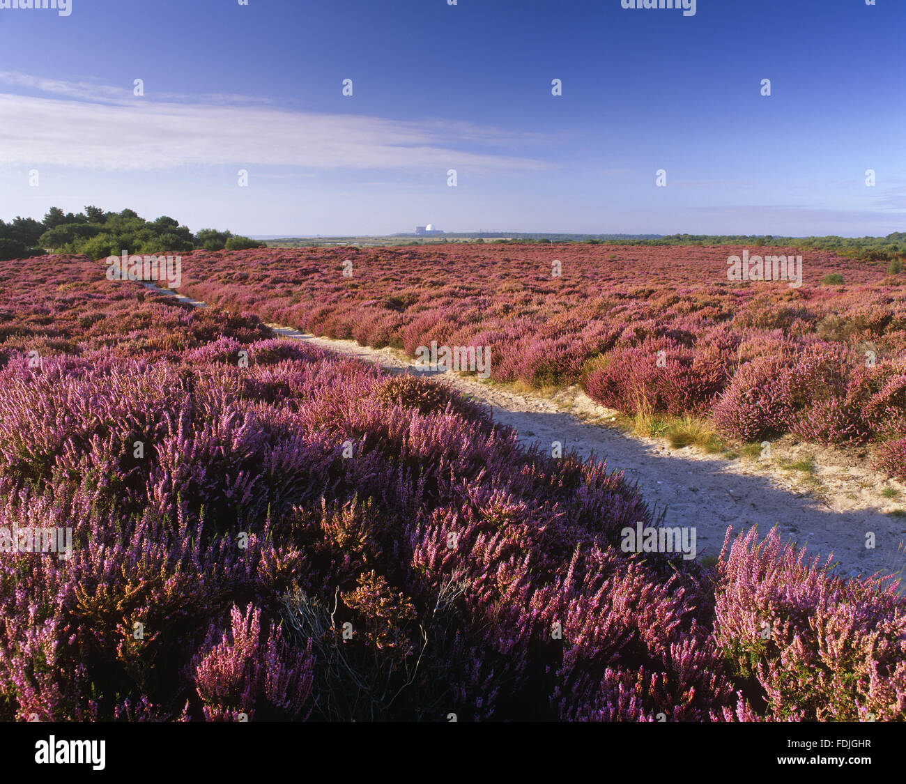 A footpath through the heather at Dunwich Heath, Suffolk, with Sizewell ...