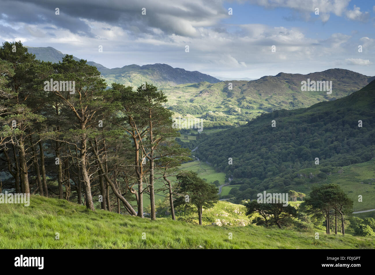 The Hafod Y Llan farm landscape with the Nantgwynant Valley beyond ...