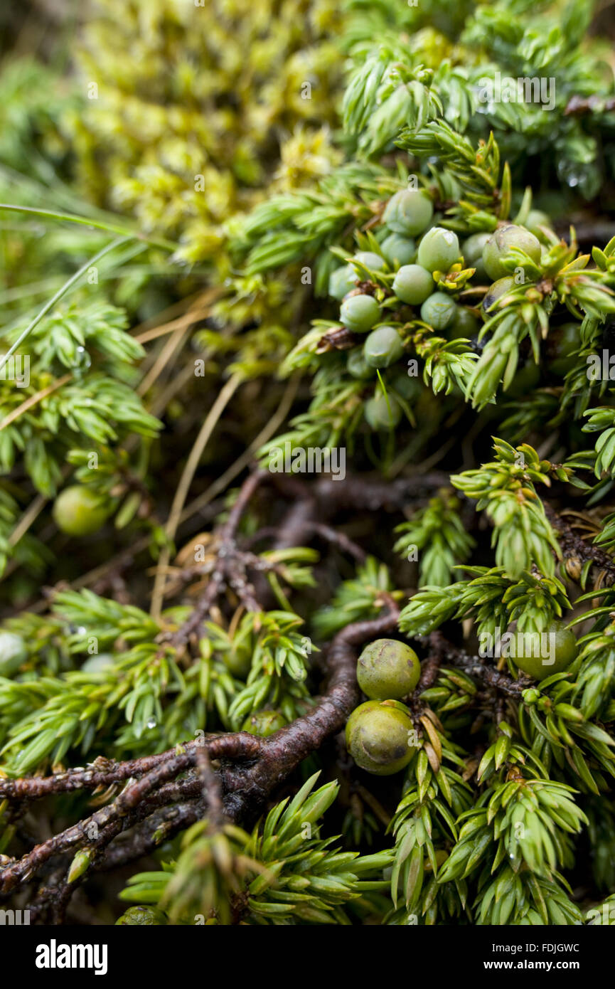 Close view of juniper berries (Juniperus communis) on Hafod Y Llan farm ...