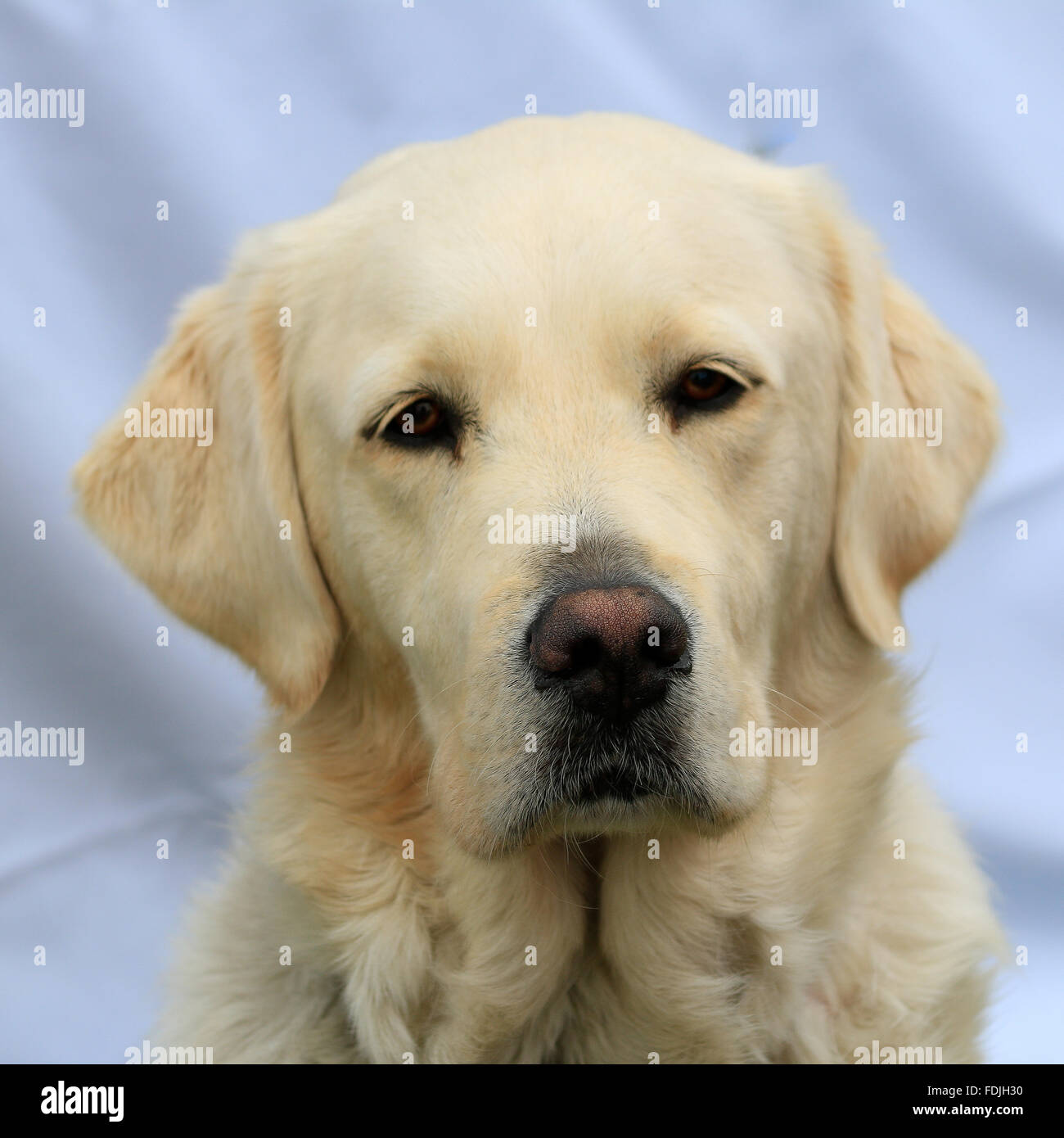 Golden labrador guide dog hi-res stock photography and images - Alamy