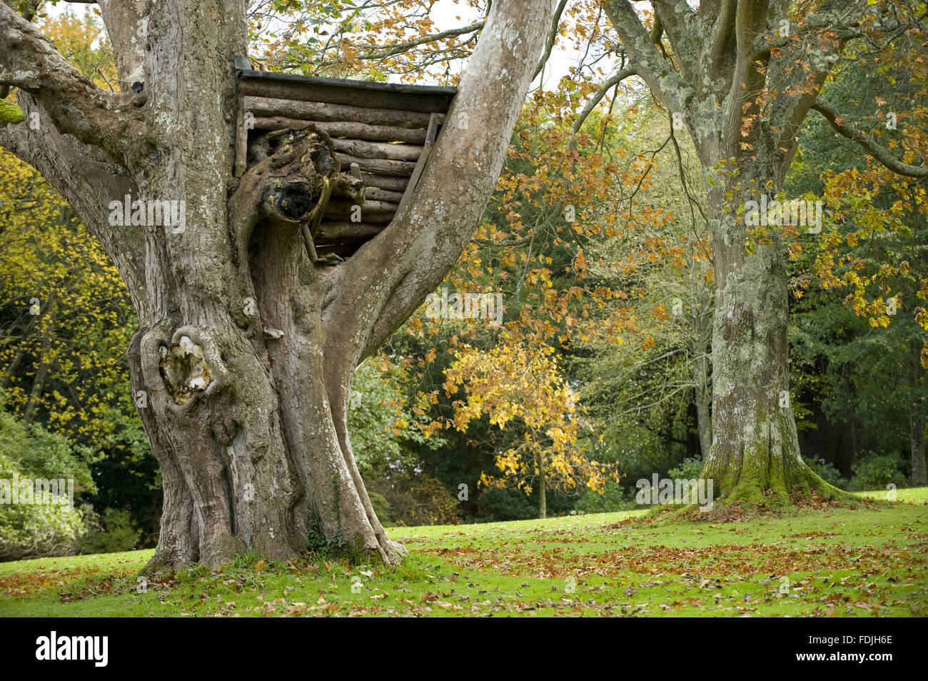 Anglesey tree house treehouse garden hi-res stock photography and ...