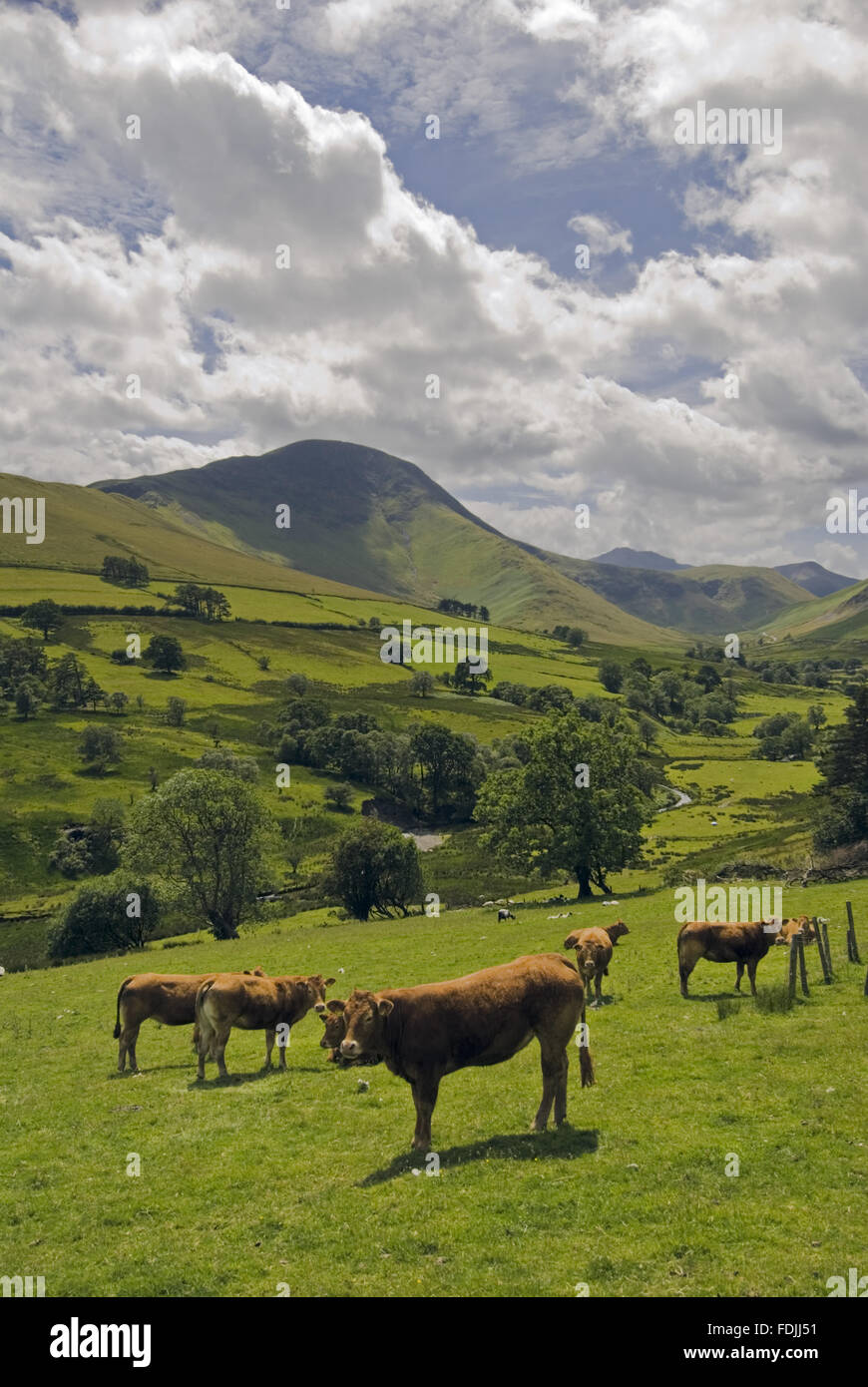 Cattle cumbria hi-res stock photography and images - Alamy
